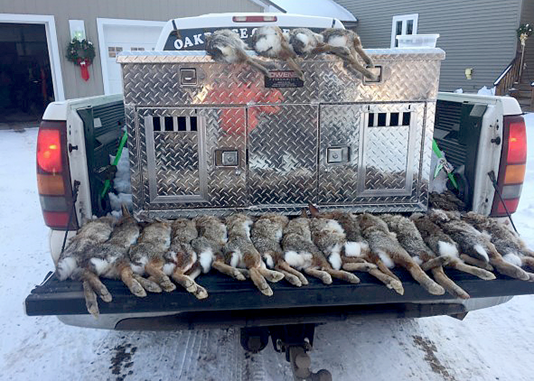 It’s About To Time To Take A Stroll In Rabbit Country | News, Sports ...